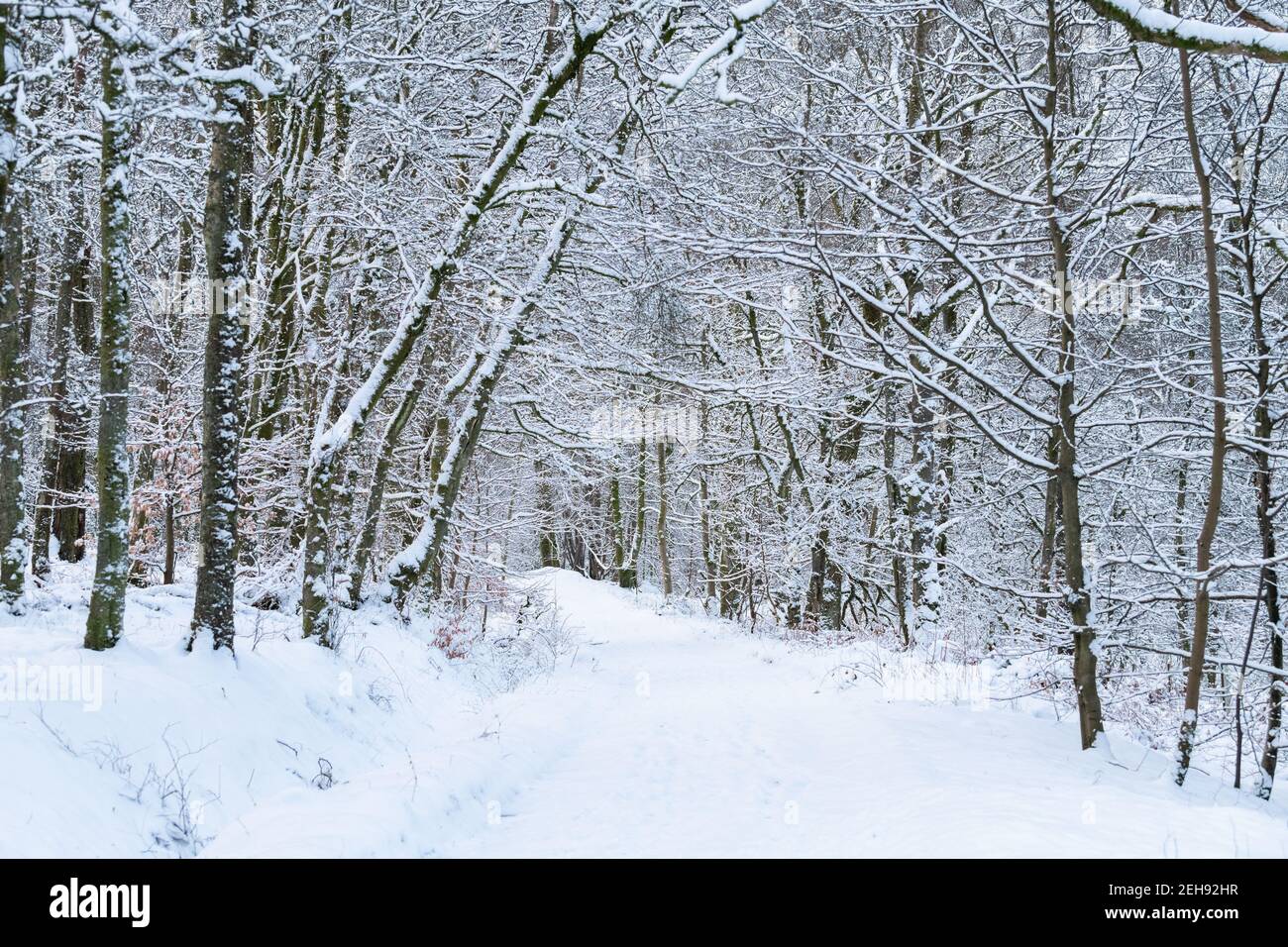 Uk woodland landscape hi-res stock photography and images - Alamy