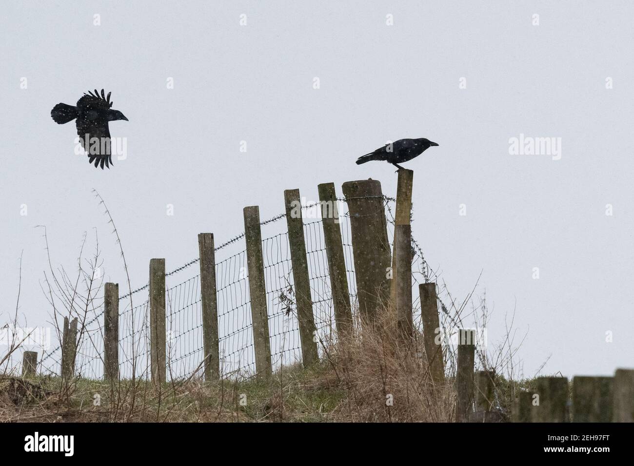 Carrion crows hi-res stock photography and images - Alamy
