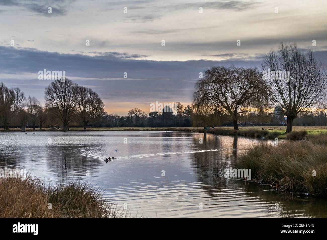 another beautiful walk around the ponds on an early morning in February ...