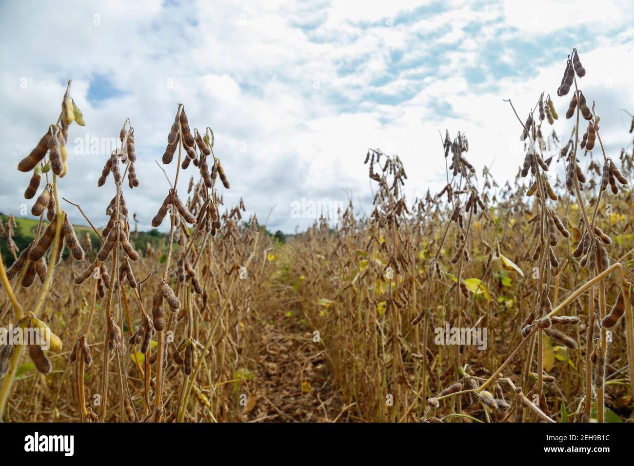 Soybean crop and soybean plants growing in rows ready for harvest Stock ...