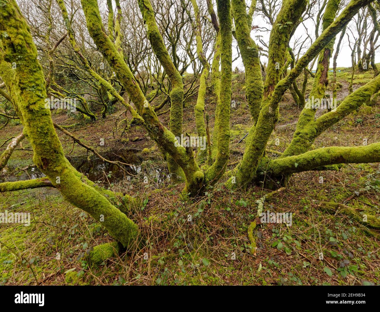 St Dennis and Nanpean, Lithium extraction at Treleavour Downs. The ...
