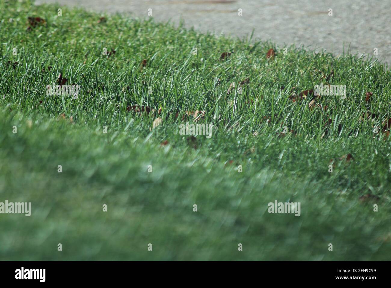 Macro Green grass in summertime Stock Photo - Alamy
