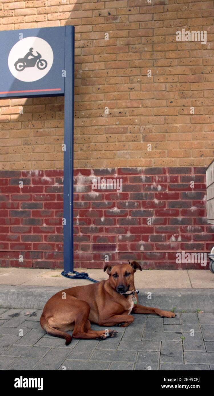 pet dog outside supermarket Stock Photo - Alamy
