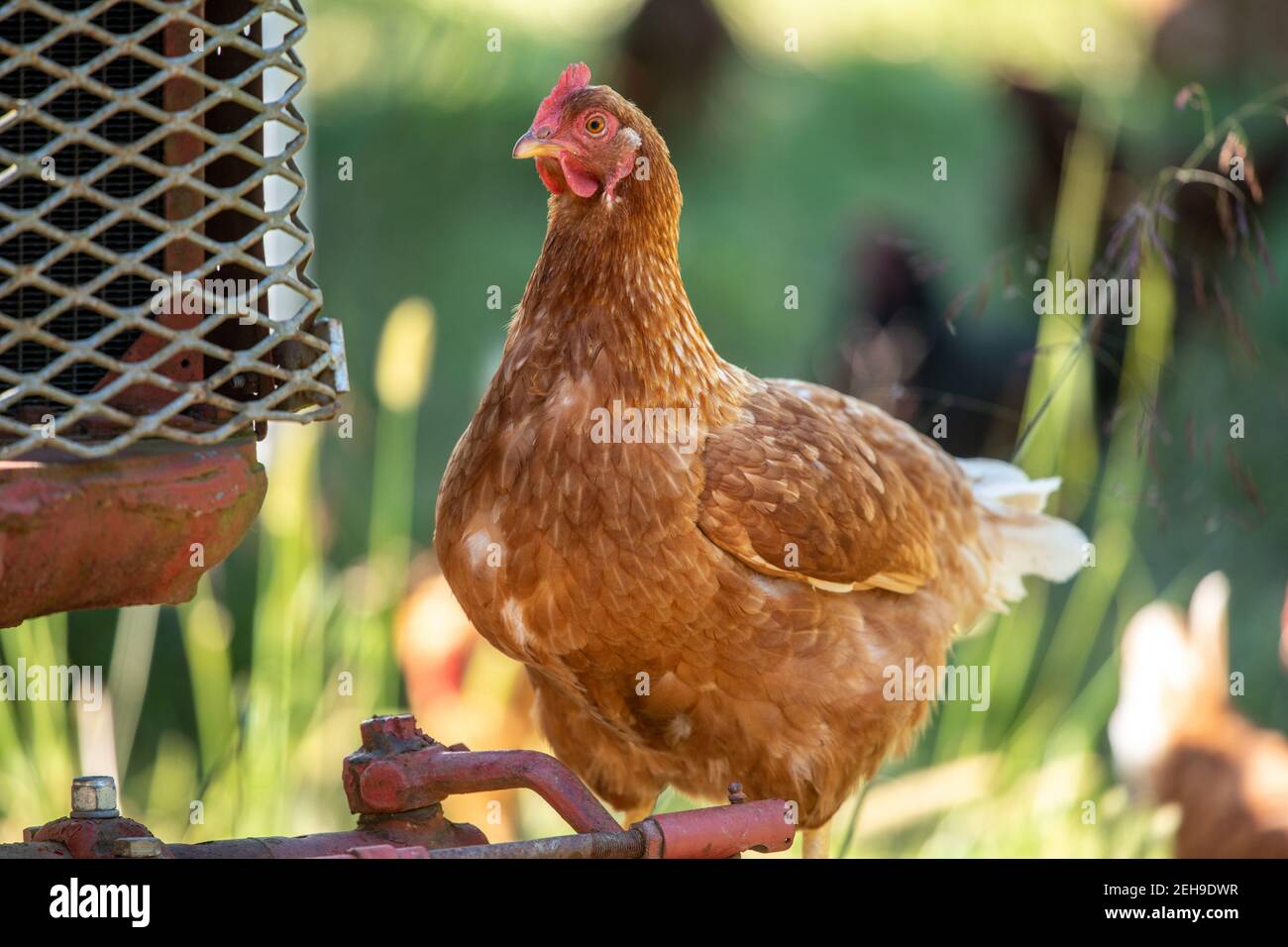 Elegant hen sitting on tractor in Valley Lee, MD Stock Photo - Alamy