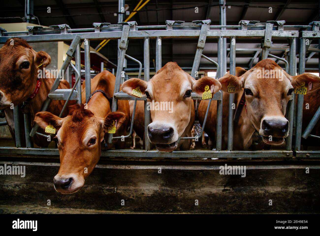 Jersey cow with friesian cows hi-res stock photography and images - Alamy