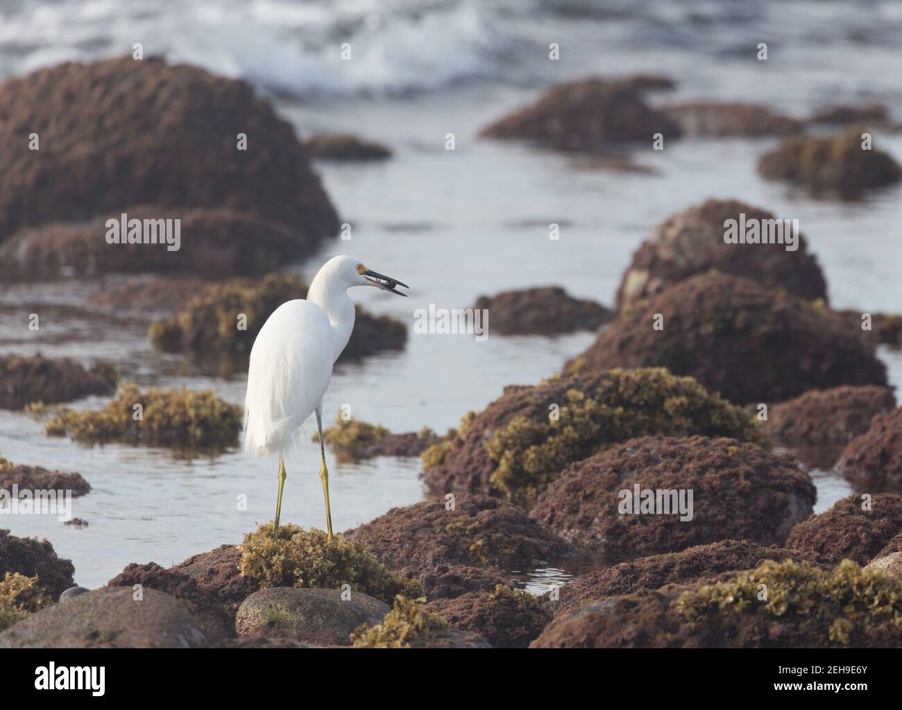 El Salvador El Tunco Egret at El Tunco Beach Stock Photo - Alamy