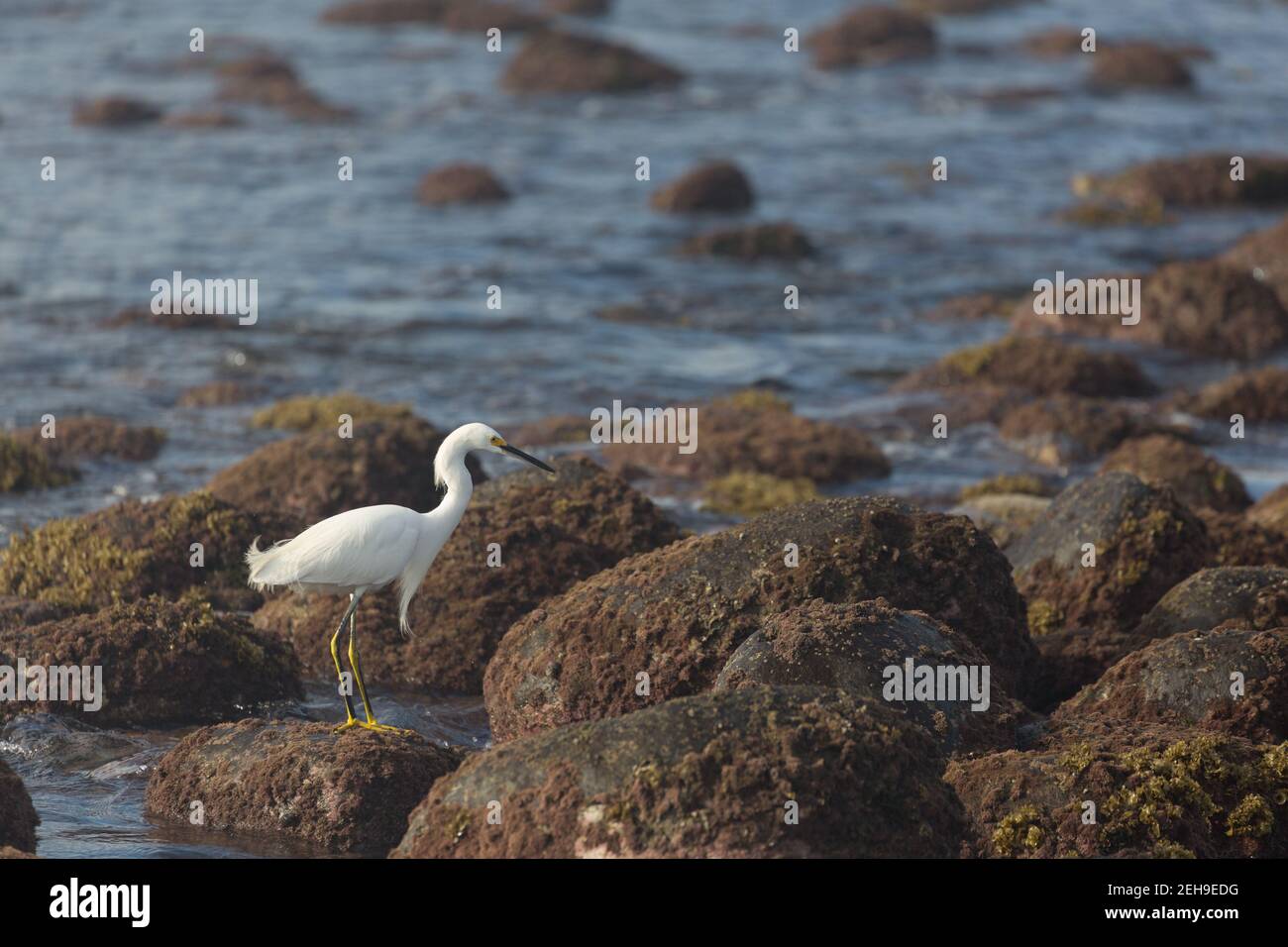 El Salvador El Tunco Egret at El Tunco Beach Stock Photo - Alamy