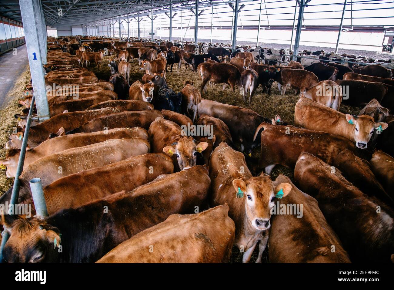 Jersey cow with friesian cows hi-res stock photography and images - Alamy