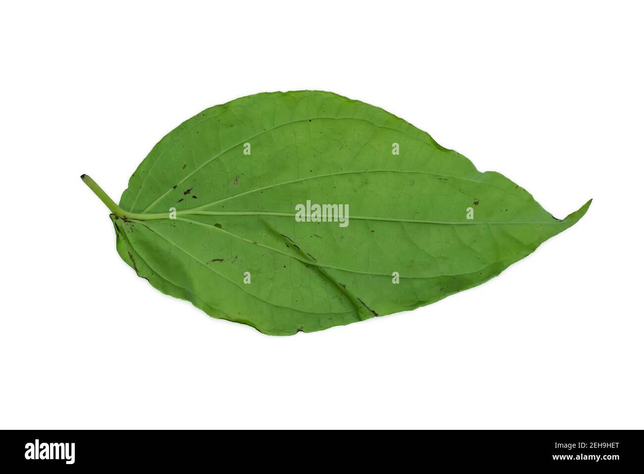 Green betel leaf heart shape isolated on white backgrounds Stock Photo ...