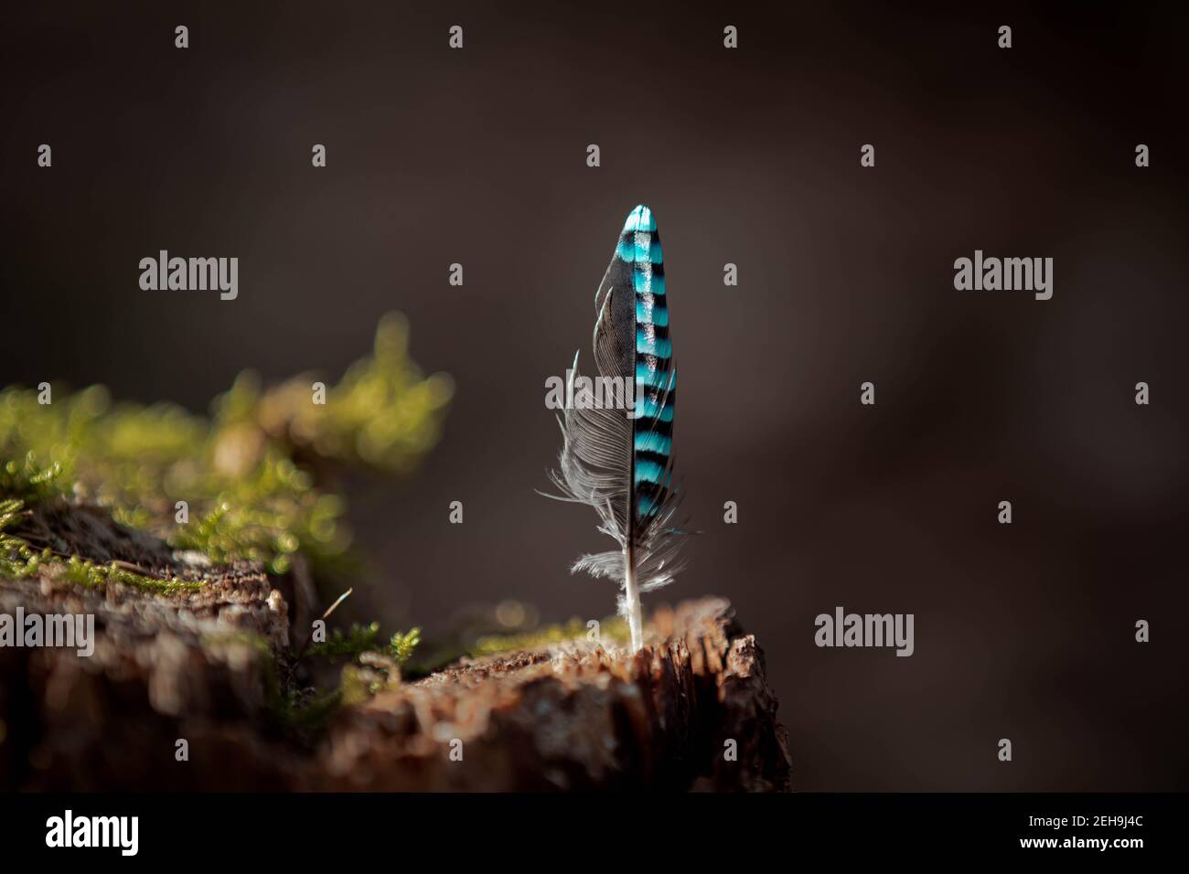 Photos of nature Stock Photo - Alamy