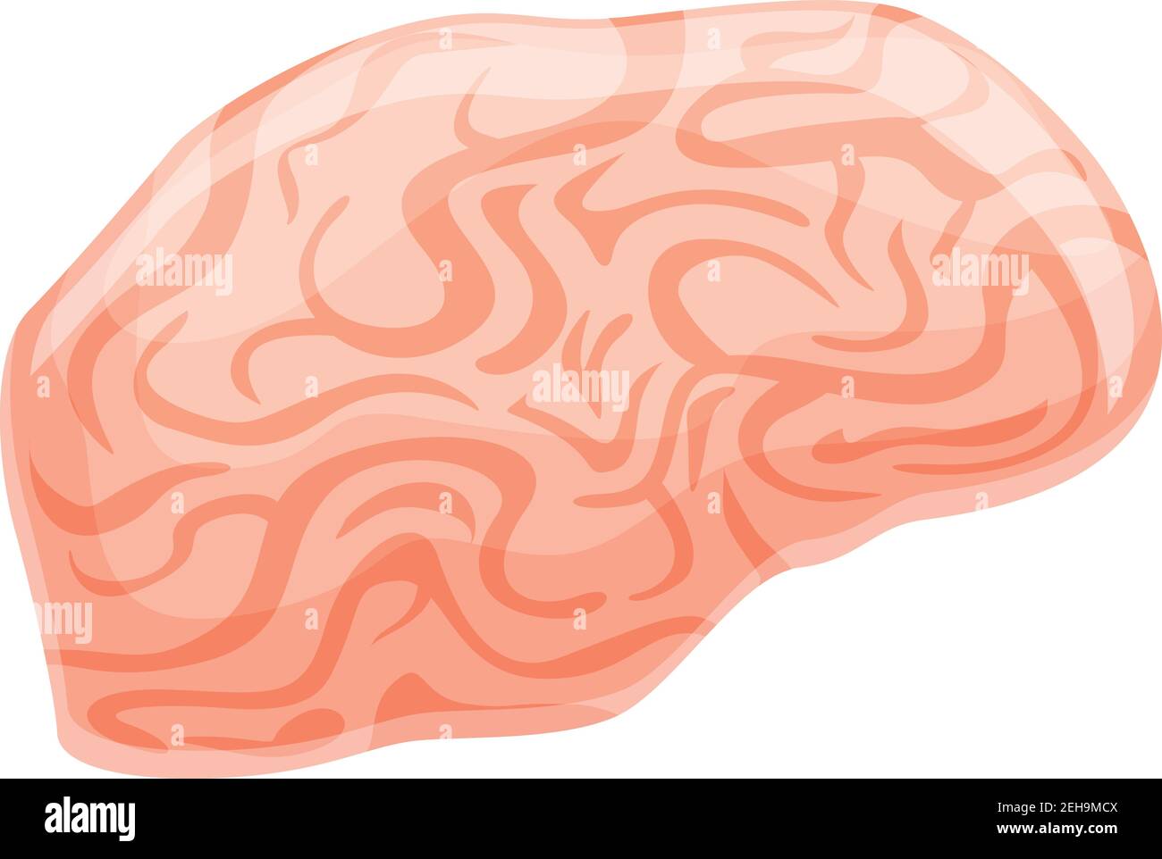 Human brain organ icon. Cartoon of human brain organ vector icon for ...