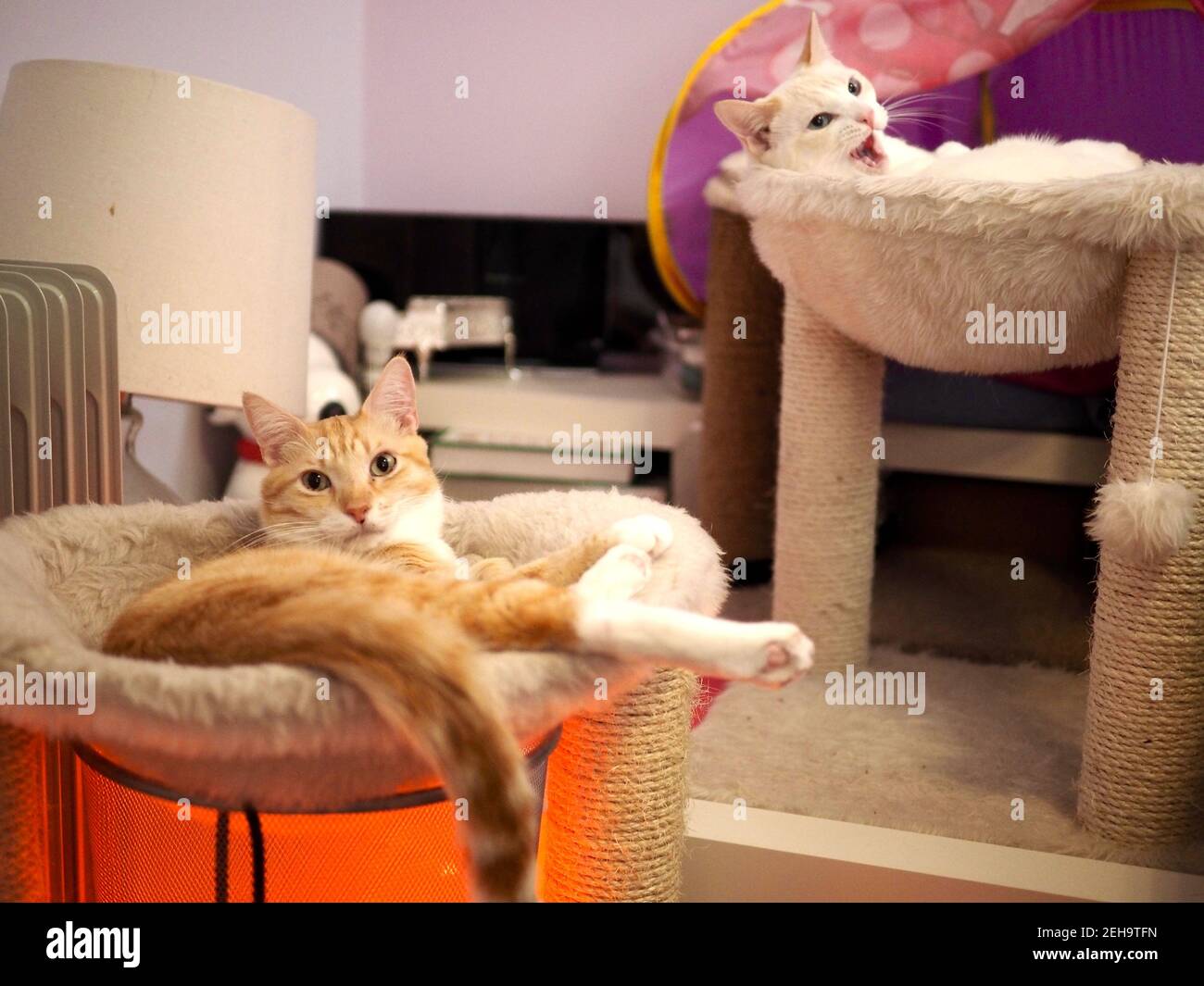 Flamepoint siamese cat hi-res stock photography and images - Alamy