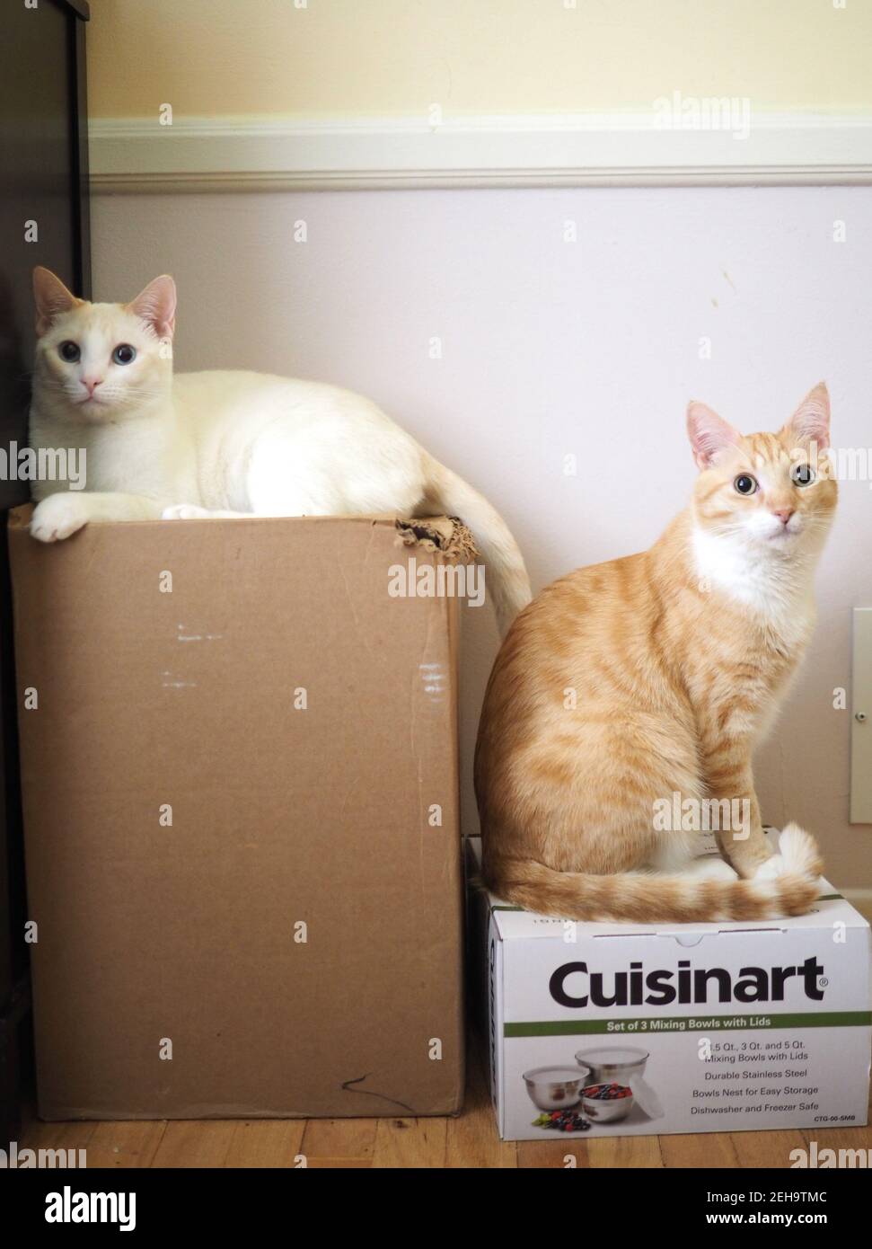 Mika the orange tabby with Mitzie the flamepoint Siamese cat Stock ...