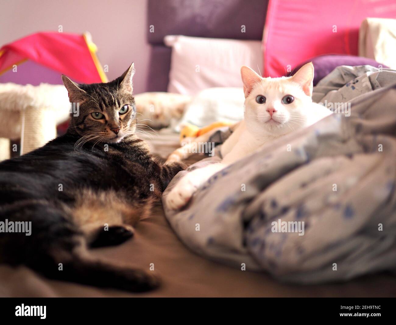 Mintie the tabby and Mitzie the Flamepoint Siamese Stock Photo - Alamy