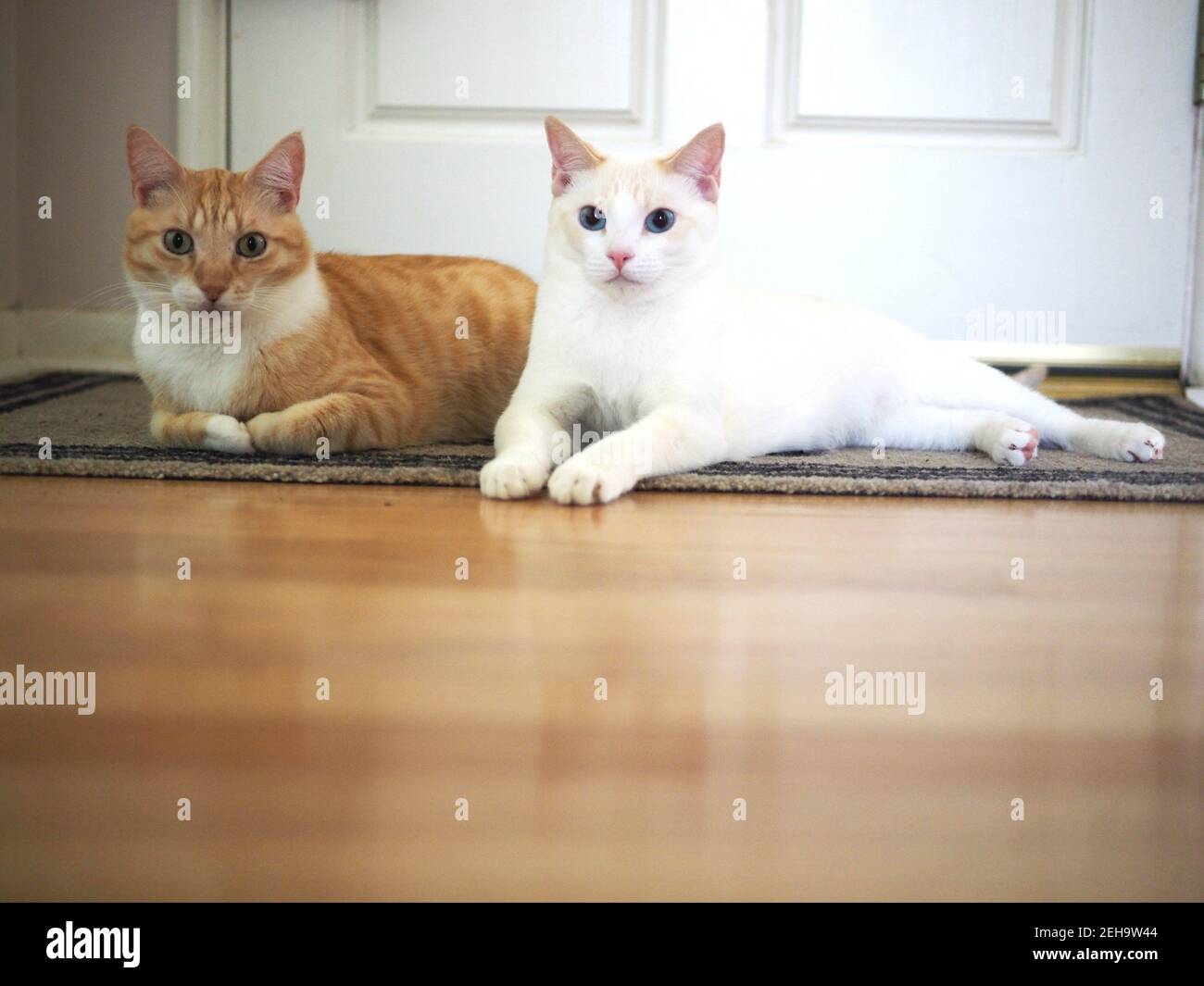 Mika the orange tabby with Mitzie the flamepoint Siamese cat Stock ...