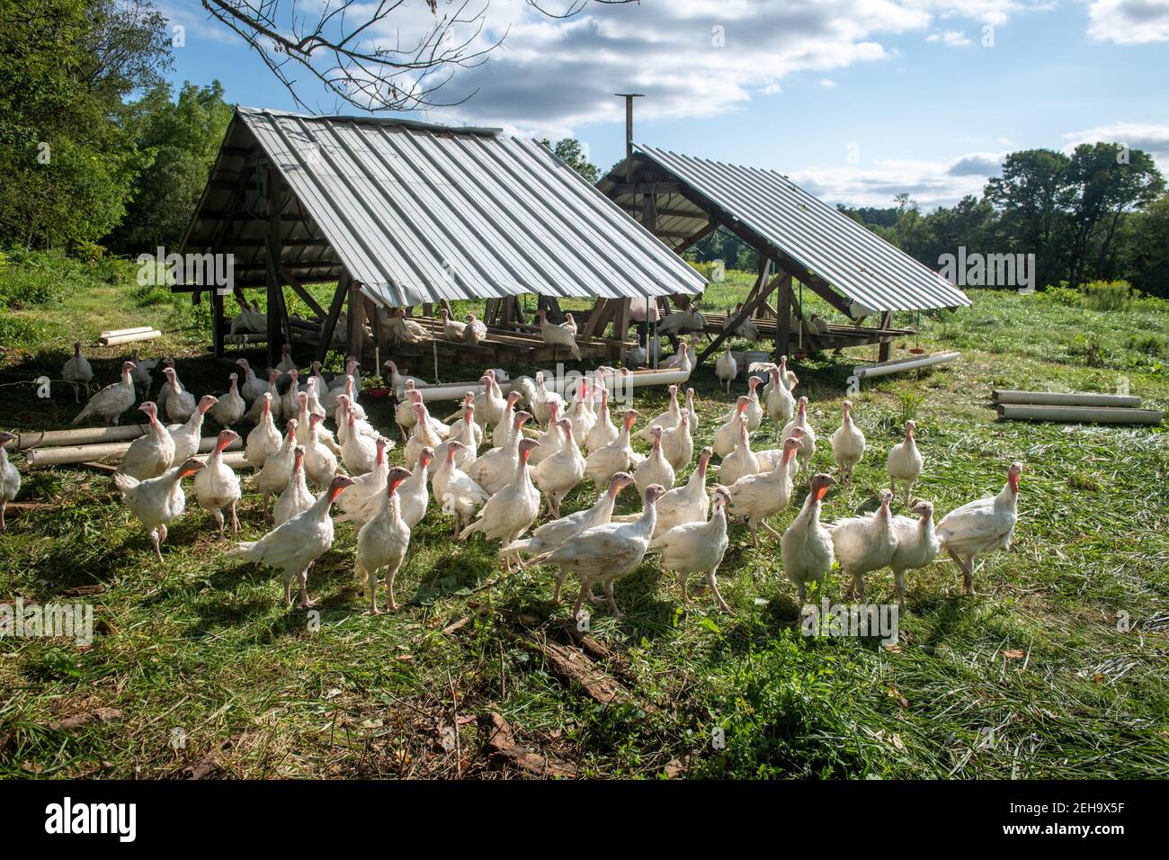 Group turkeys grass hi-res stock photography and images - Alamy