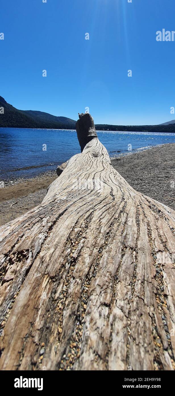 Fallen tree trunk on the beach with an ocean Stock Photo - Alamy