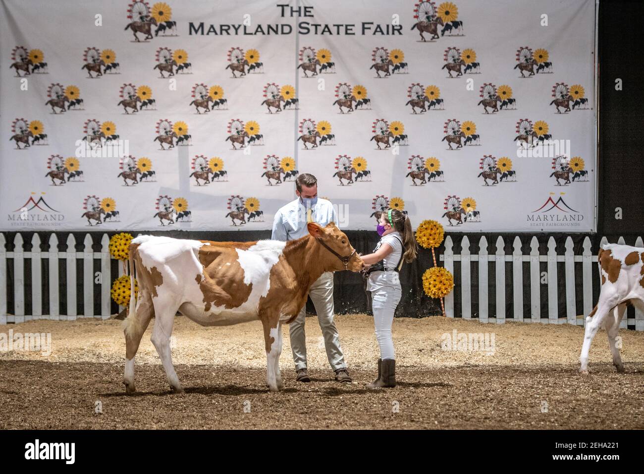 A judge talks to a young girl about her cow while both wear masks at ...
