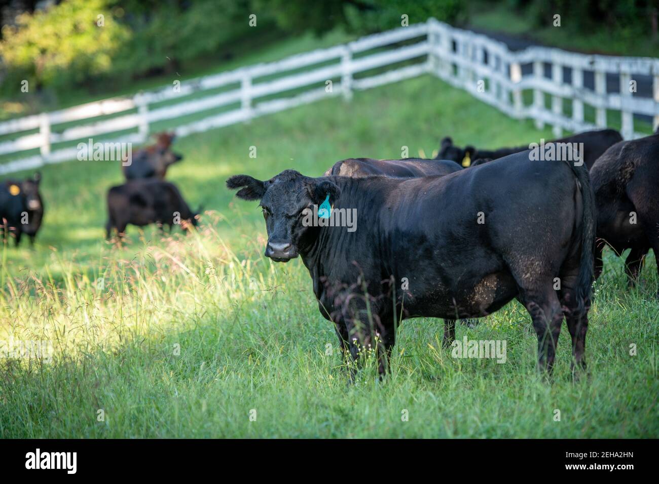 Beef Cows Grazing