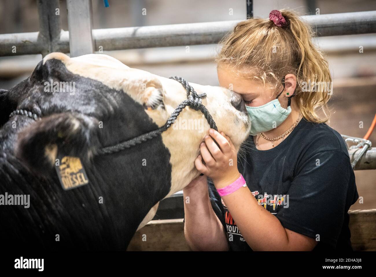 Young girl nuzzles her face against cow while wearing mask, Maryland ...