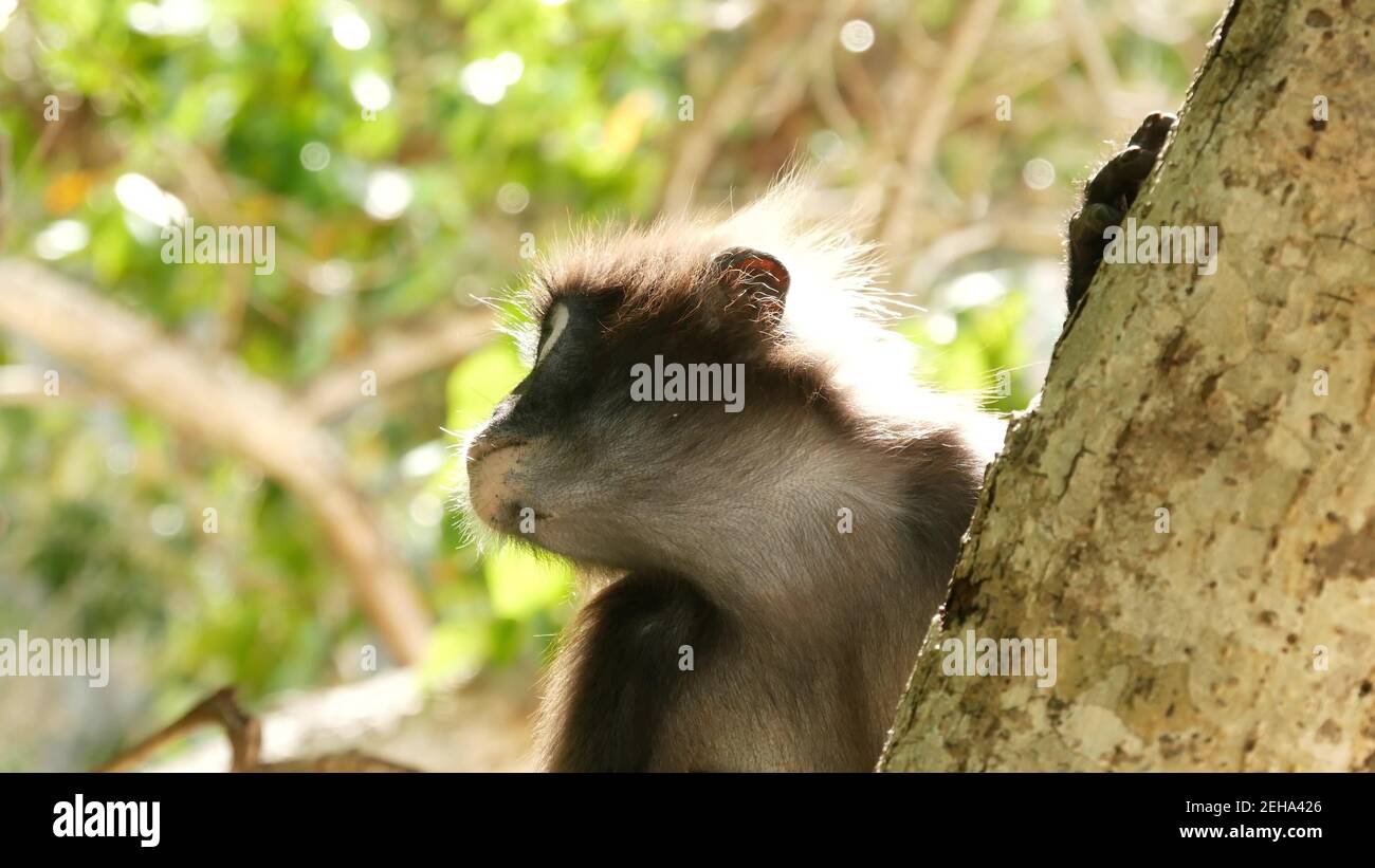Dusky langur monkeys ang thong hi-res stock photography and images - Alamy