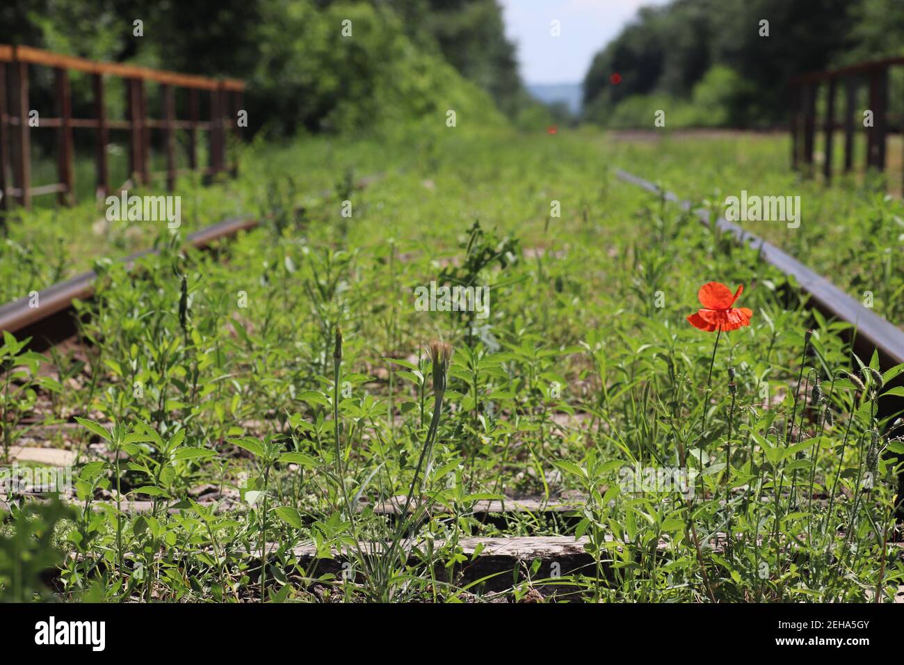 summer walk along abandoned railway tracks, paths overgrown with green ...