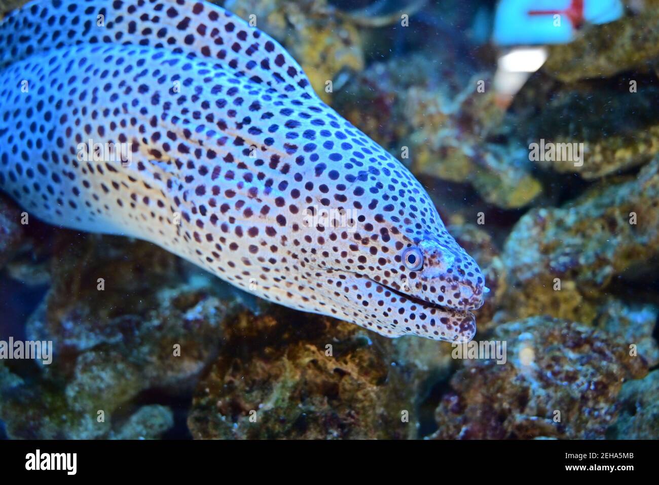White spots eel hi-res stock photography and images - Alamy