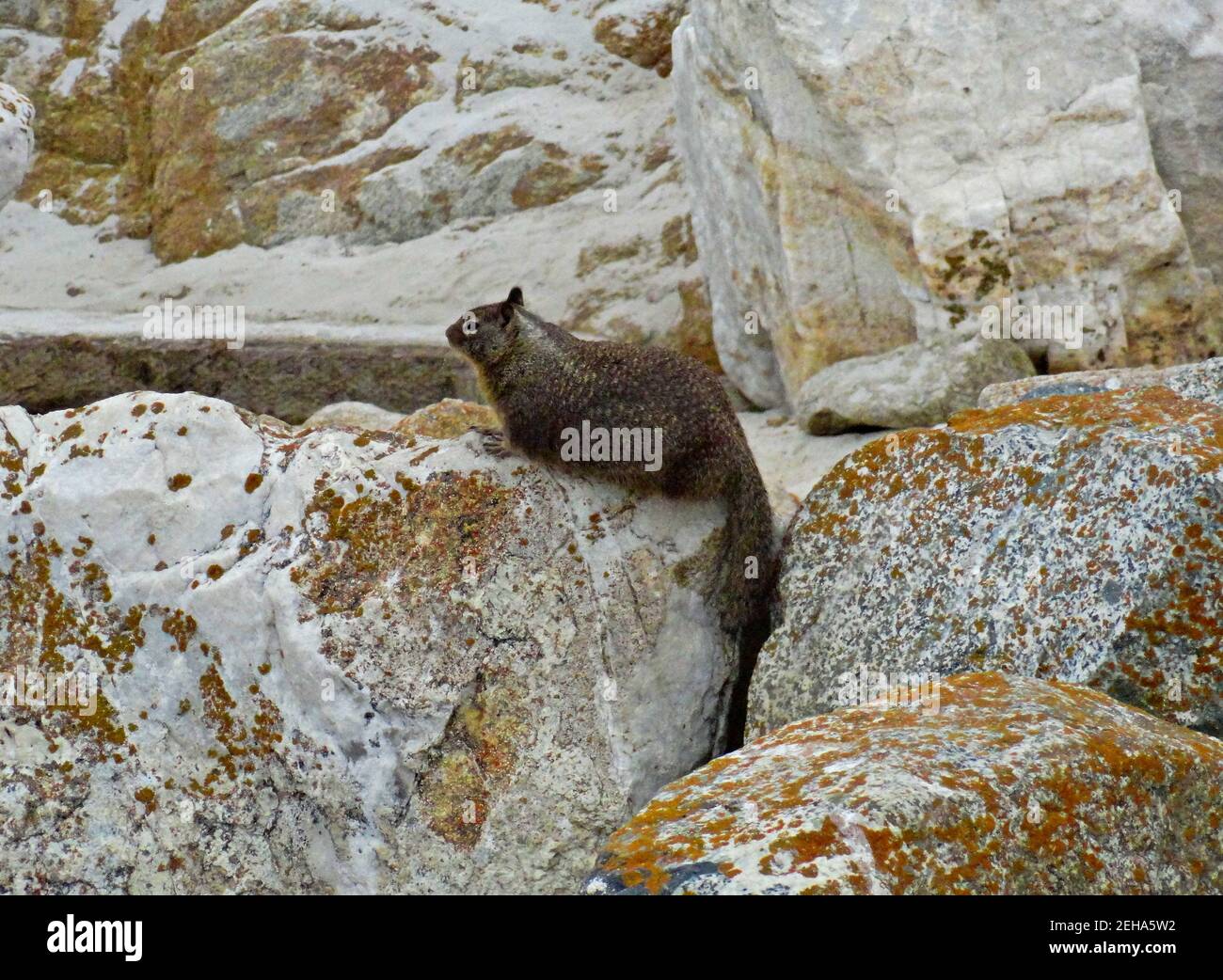 Adorable gopher sitting on rocks Stock Photo - Alamy