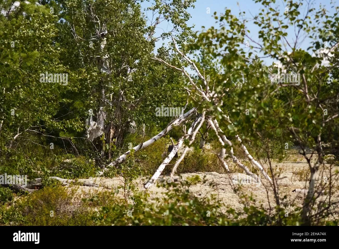 Rags on trees hi-res stock photography and images - Alamy