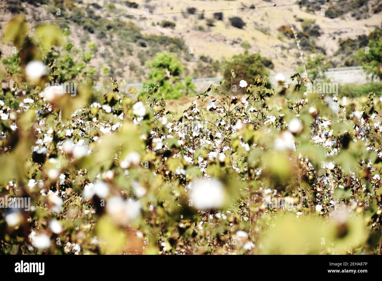 Beautiful view of cotton field ready for harvesting Stock Photo - Alamy