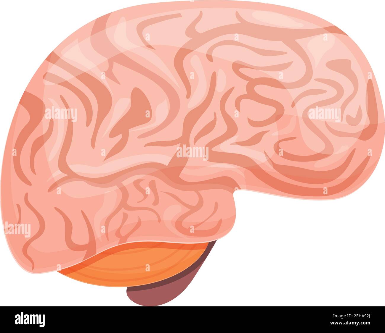 Human brain science icon. Cartoon of human brain science vector icon ...