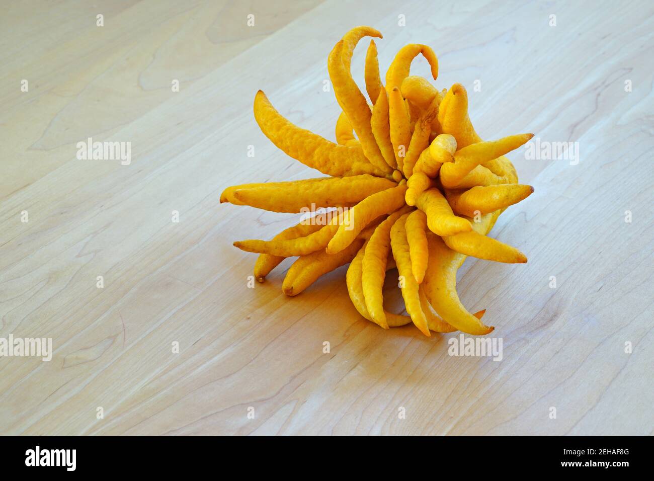 Sarcodactylis hi-res stock photography and images - Alamy