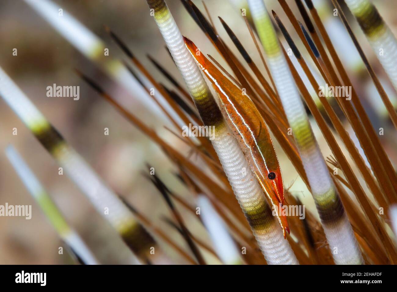 This Zanzibar urchin shrimp, Tuleariocaris zanzibarica, is associated ...
