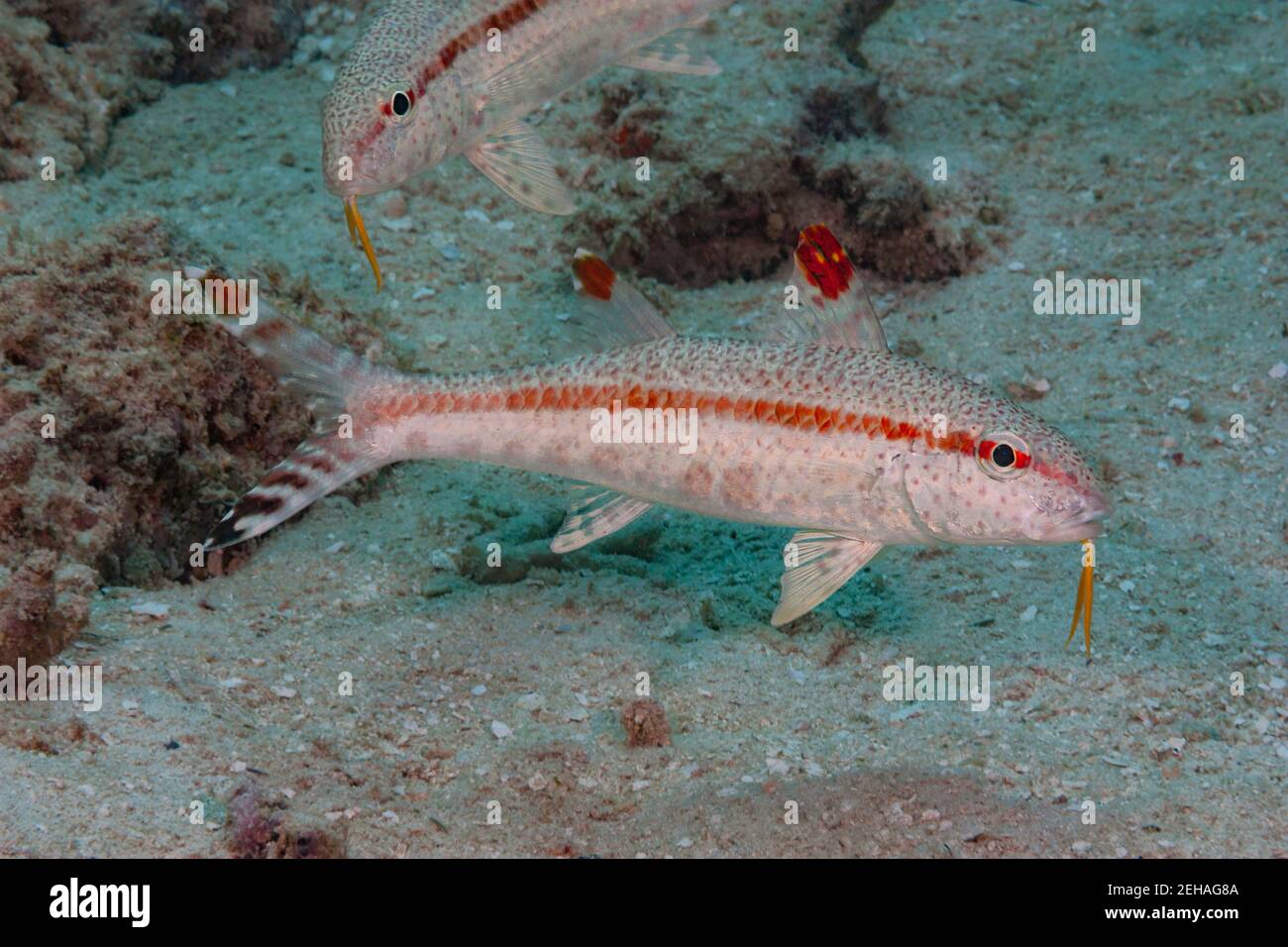 Indian goatfish hi-res stock photography and images - Alamy