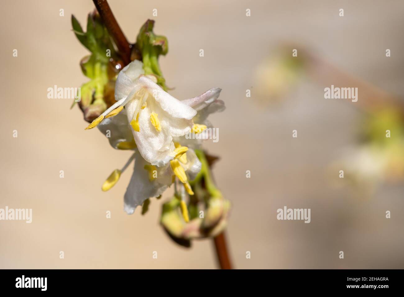 Lonicera purpusii ‘winter beauty’ hi-res stock photography and images ...