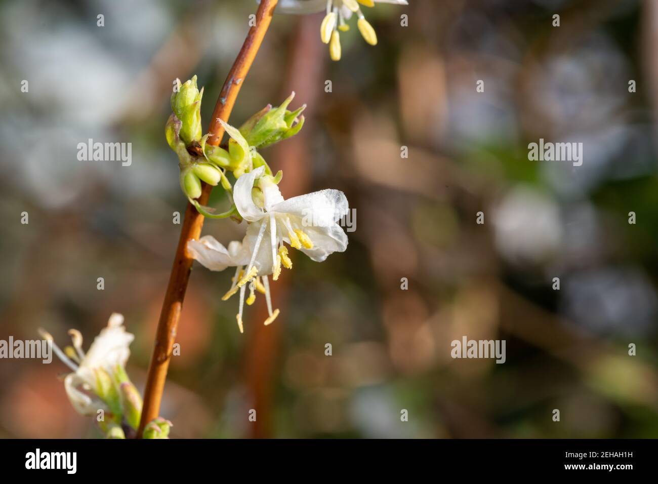 Macro shot of purpus honeysuckle (lonicera x purpusii) flowers Stock ...