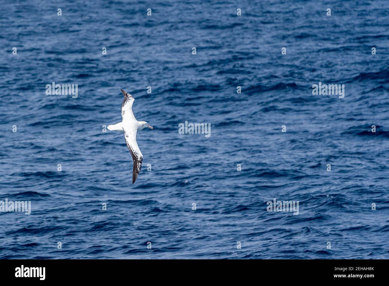 A wandering albatross in flight over the Scotia Sea en route to the ...