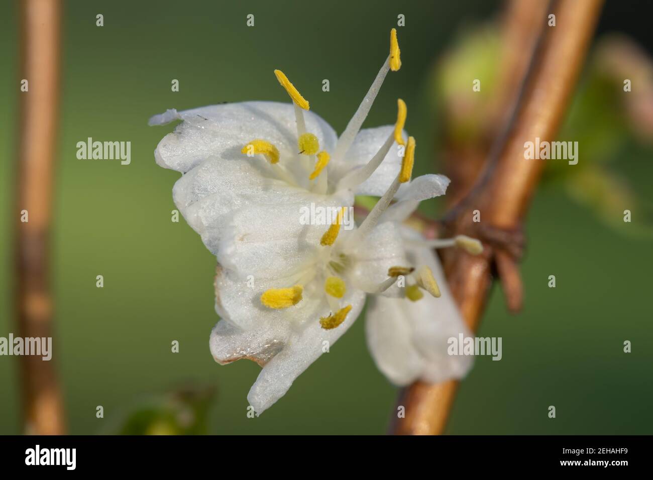 Lonicera purpusii flowering hi-res stock photography and images - Alamy