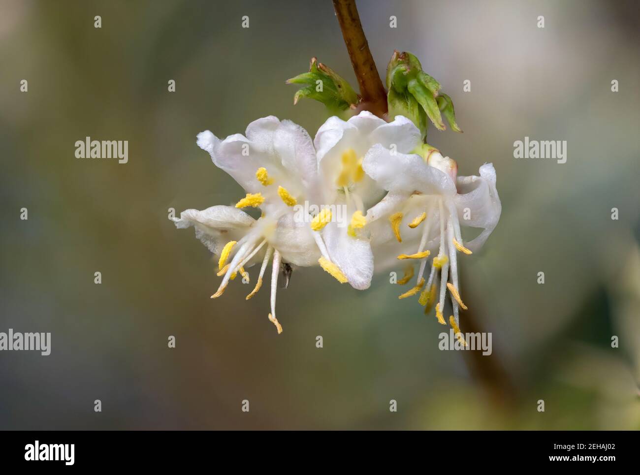 Lonicera purpusii flowering hi-res stock photography and images - Alamy