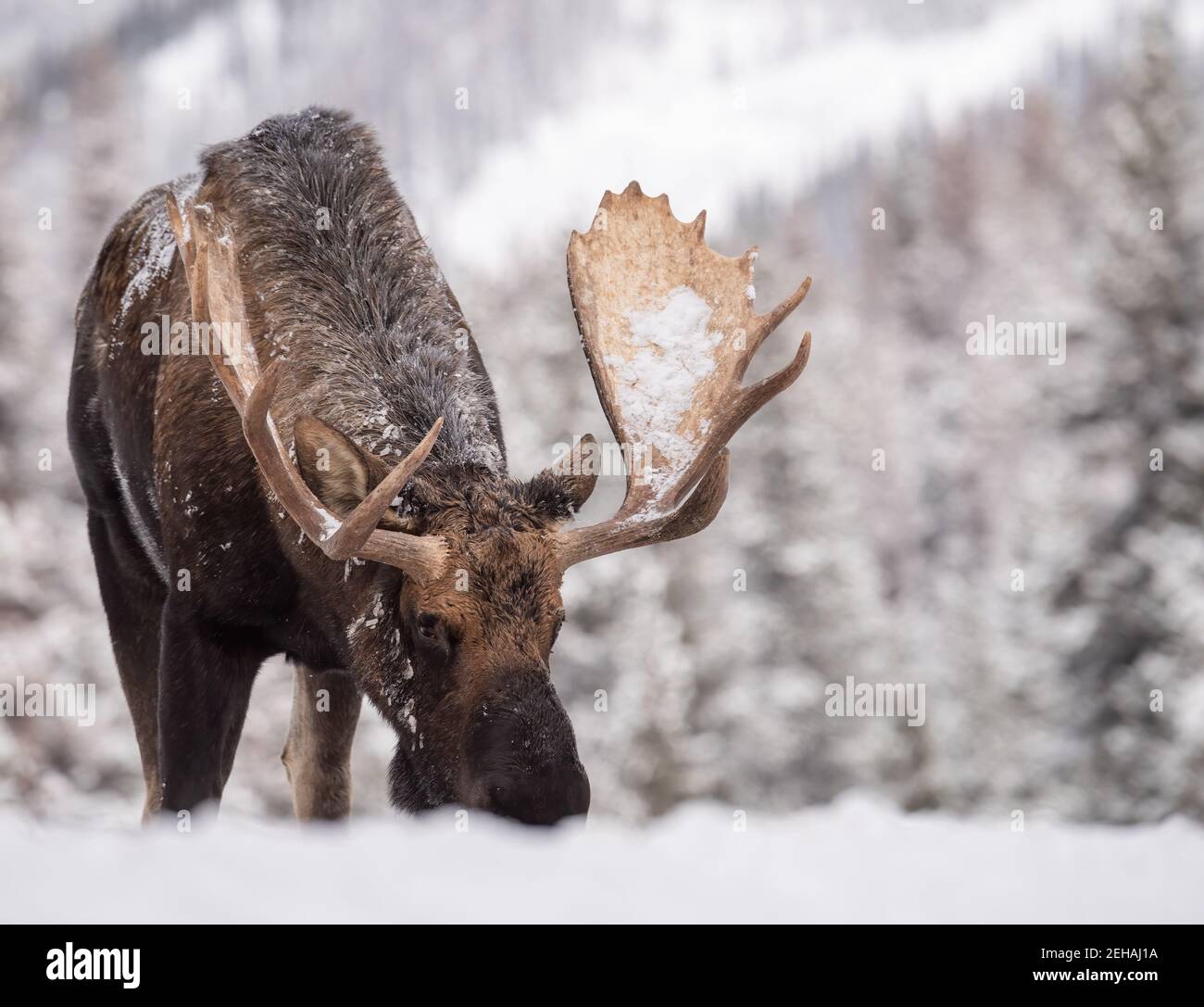 A moose in snow in Jasper Canada Stock Photo - Alamy