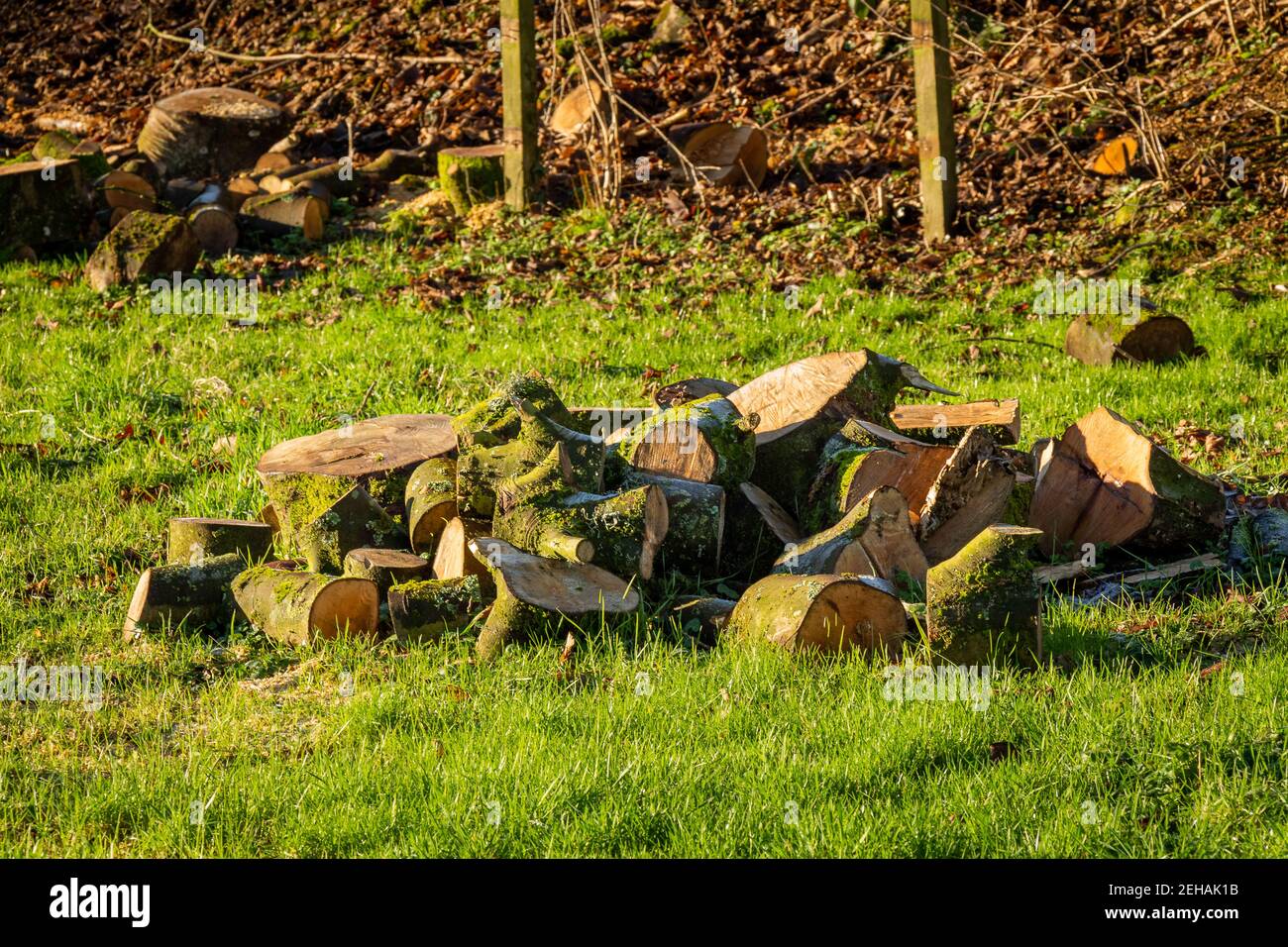 Pile of cut logs and wood lying in a field in the low winter sun light ...