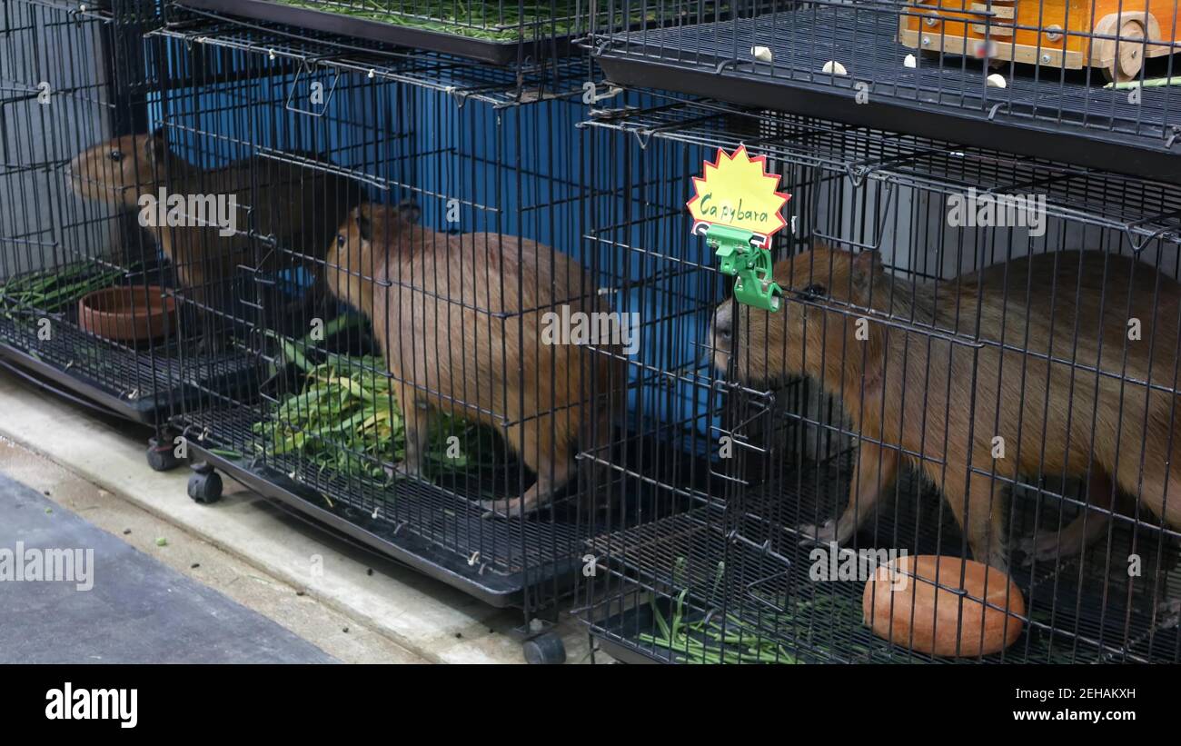 Capybaras in small cages on market. Adorable capybaras trapped in small ...