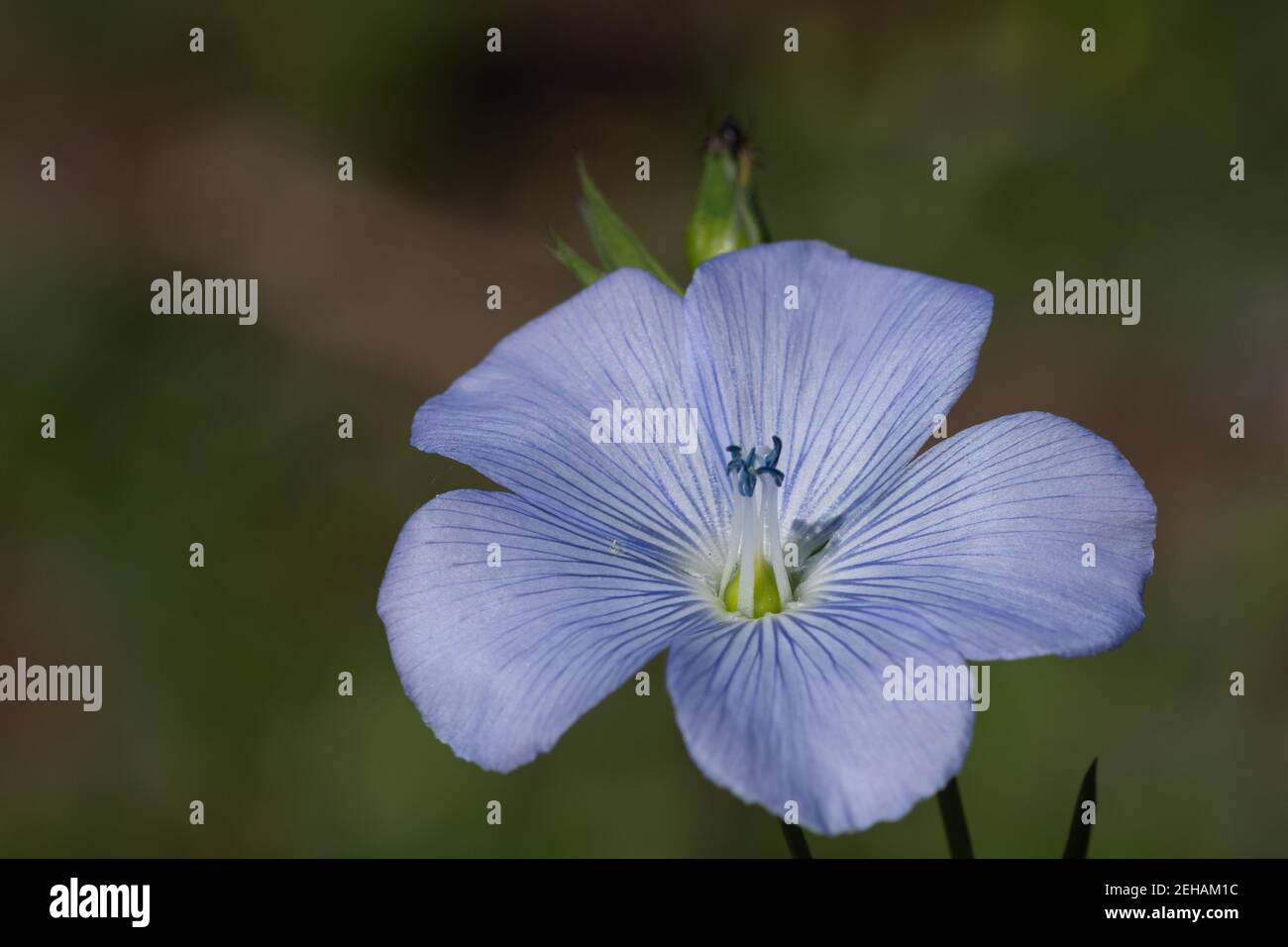 Linium hi-res stock photography and images - Alamy