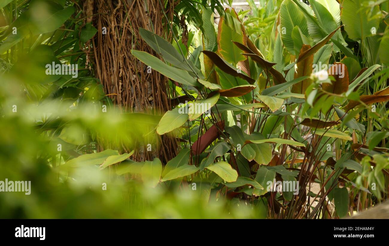 Wild, vivid vegetation of deep misty tropical wood. Jungle landscape ...