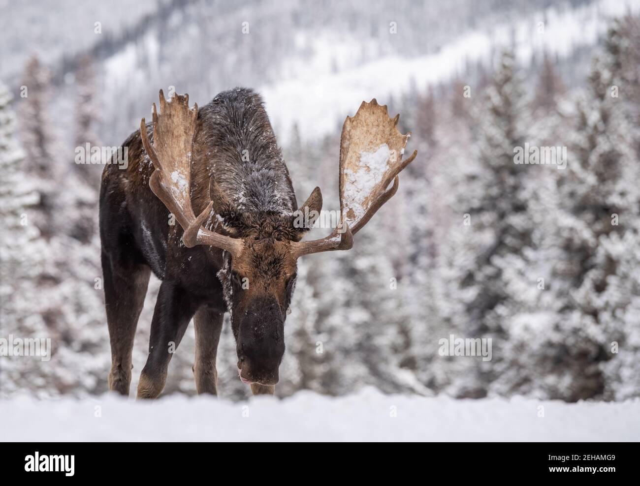 A moose in snow in Jasper Canada Stock Photo - Alamy