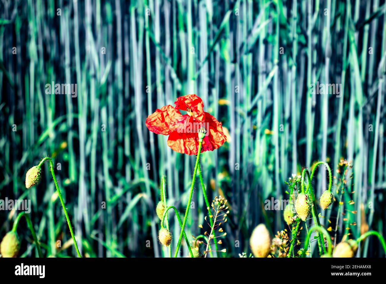 poppy in focus red and shining brightly in the center of the picture ...