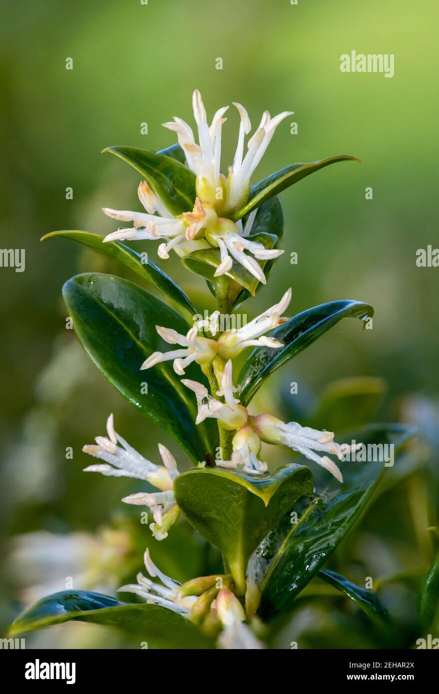 Close up of flowers on a sweet box (sarcococca confusa) shrub Stock ...