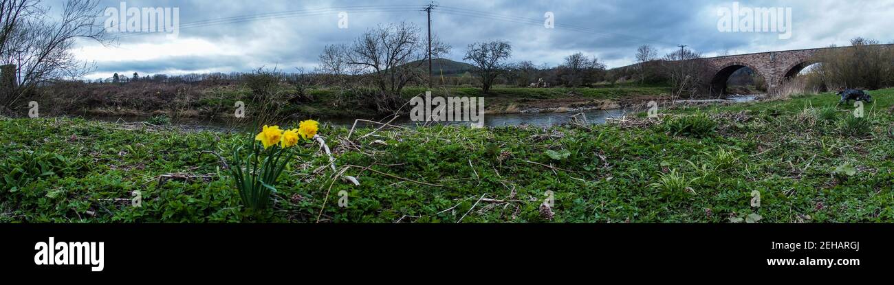 Daffodils beside River Teviot at Denholm. Bridge taking Minto Road ...