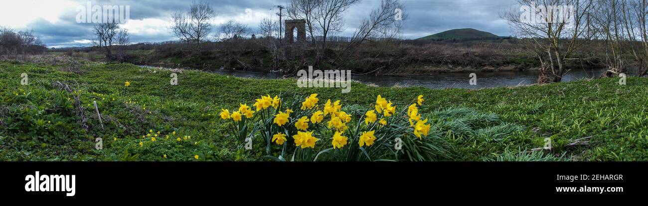 Daffodils beside River Teviot at Denholm. Arch of old chain bridge ...