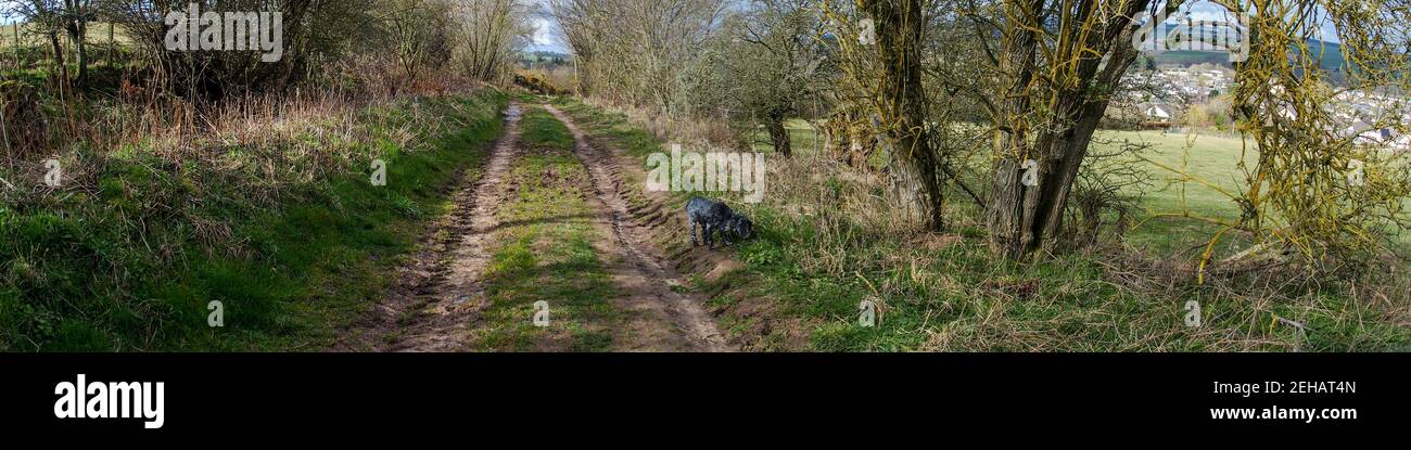 The Loaning with tractor path, Denholm Stock Photo - Alamy